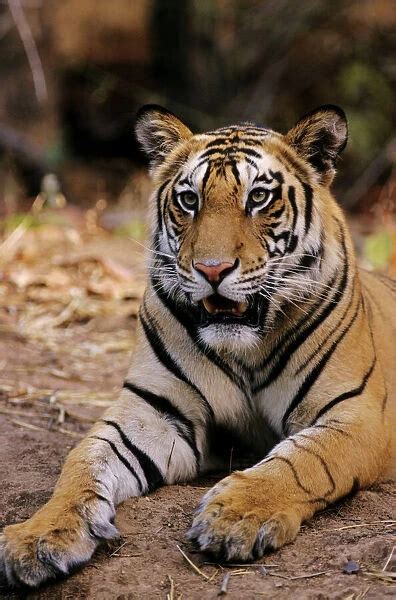 Indian Bengal Tiger Bandhavgarh National Park India