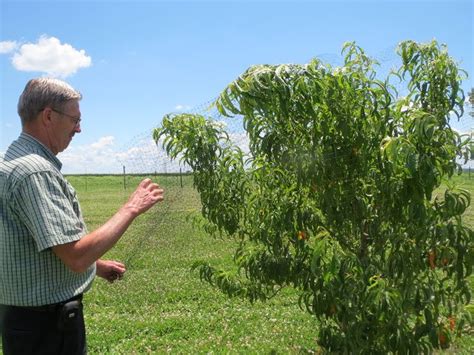 Installing Peach Tree Netting Garden Netting Peach Trees Fruit Trees