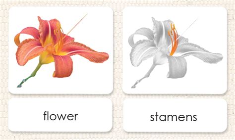Parts Of The Flower Monocot 3 Part Reading Flower Stamen Quality