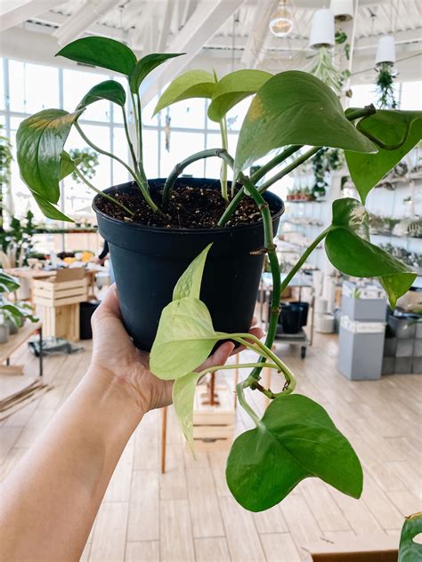 Pothos Surprise Botaniful