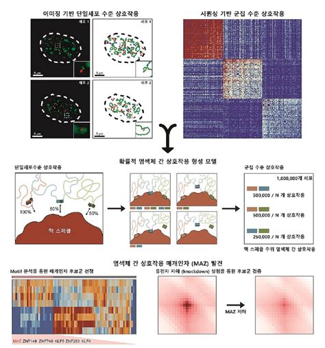 암 노화 등에 미치는 게놈 3차 구조 원리 발견 한밭fm뉴스 한밭에프엠뉴스