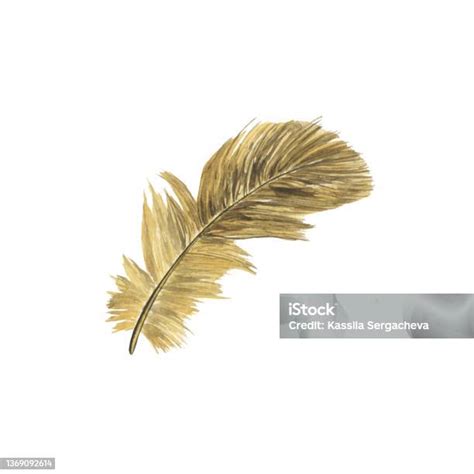 Plume Brune Isolée Sur Fond Blanc Illustration De Dessin À La Main À