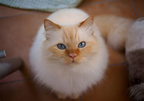 Flame Red Point Ragdoll Cat Guide Looks Traits And More