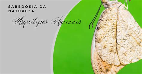 Arquétipos Animais Animal de poder Sabedoria da Natureza