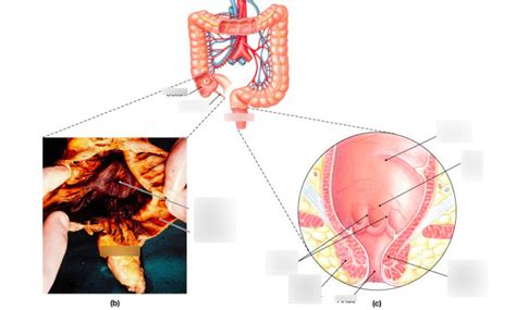 The Rectum Diagram Quizlet