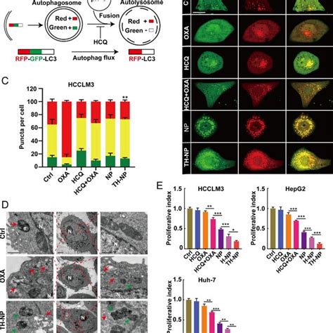 Th Nps Limited Tumor Invasion And Migration By Blocking Autophagy Flux