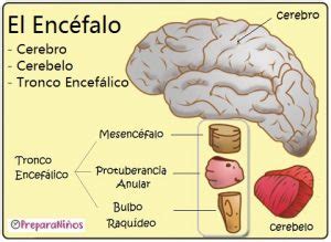 Cómo está formado el encéfalo PreparaNiños