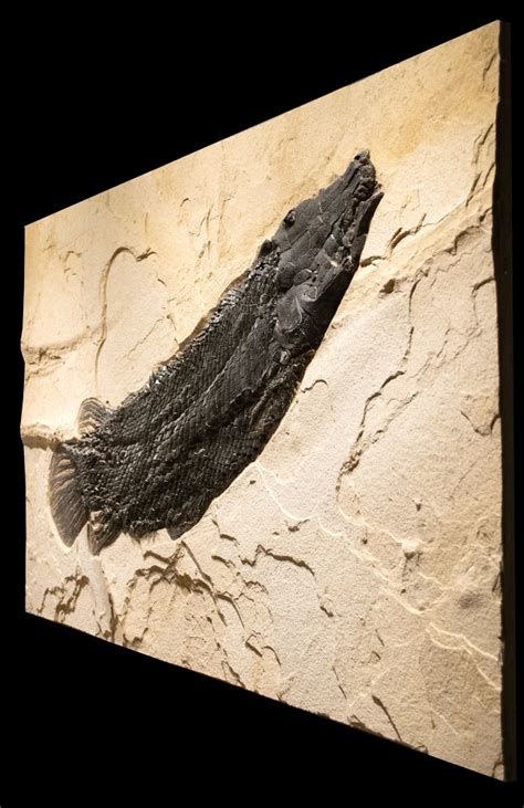Fossil Gar Mural 7001cm A Horizontal Collector Size Fossil Mural