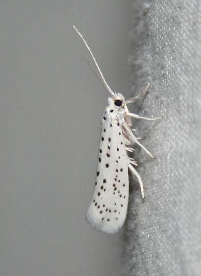American Ermine Moth Yponomeuta Multipunctella Bugguidenet