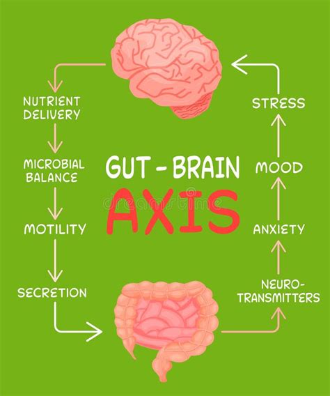 Gut Brain Axis Stock Illustrations 237 Gut Brain Axis Stock
