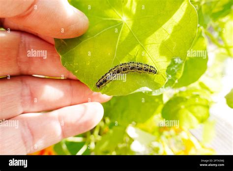 Cabbage Butterfly Pieris Brassicae Caterpillar On A Leaf Nasturtium
