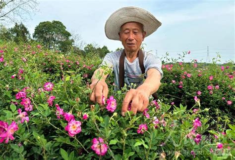 四川仁寿发展食用玫瑰花产业 人民图片网