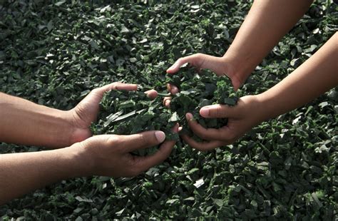 Free Images Hand Tree Grass Plant Lawn Leaf Flower Leg Green