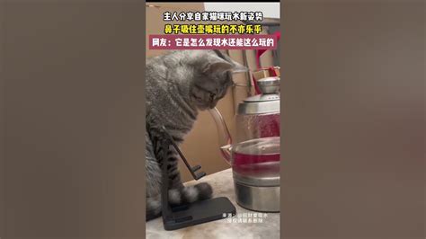 圣火昭昭，圣光耀耀，凡我弟子，喵喵喵喵 Youtube