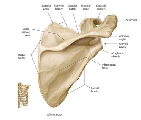 The Scapular Region And Shoulder Flashcards Quizlet