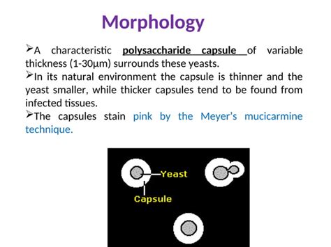 Cryptococcus Var Gattii Var Neoformans And Var Grubii Ppt Infectious Diseases