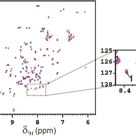 D ¹H¹⁵N HSQC spectra of WT Ub blue and WT Ub functionalized with Download Scientific