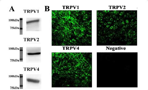 Trpv Expression In 3t3 L1 Pre Adipocytes A Western Blotting For