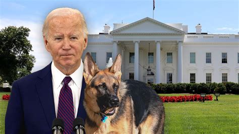 USA Weißes Haus Verbot für Joe Bidens Hund Commander nach 24 Angriffen