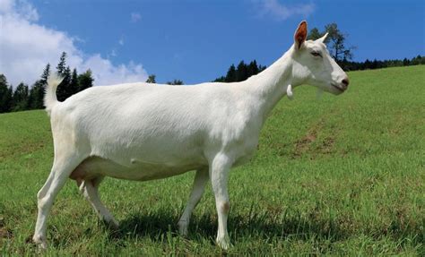 Dairy Goats Breed With Highest Milk Production In Kenya