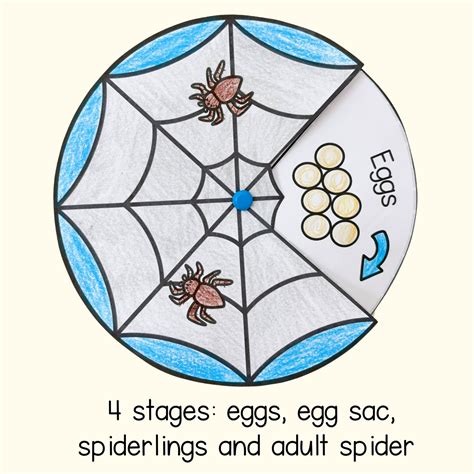 Life Cycle Of A Spider Spinner Wheel Science Craft Cut And Paste Activity Printable Pdf