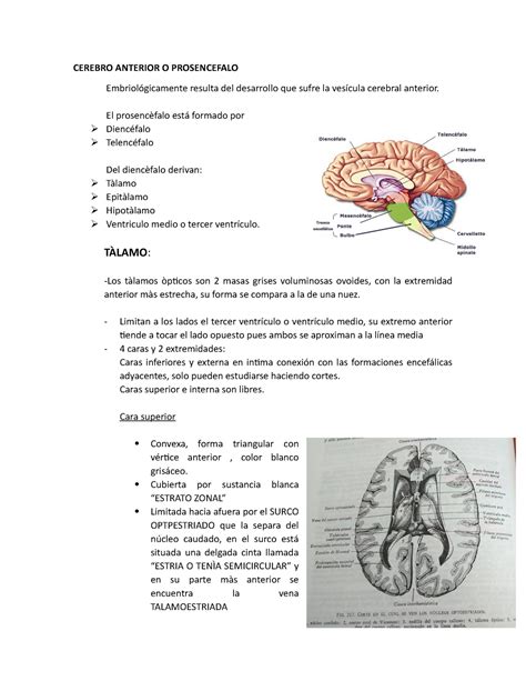 Prosencefalo Resumen Netter S Anatomy CEREBRO ANTERIOR O