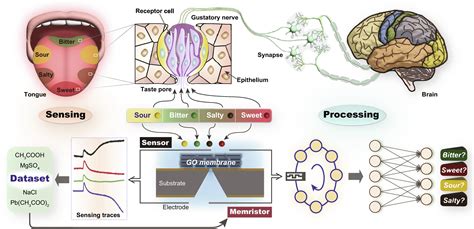 Confinement Of Ions Within Graphene Oxide Membranes Enables Neuromorphic Artificial Gustation Pnas