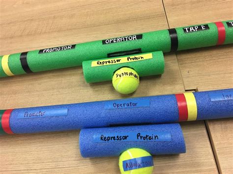 Operon Model Wades E Portfolio