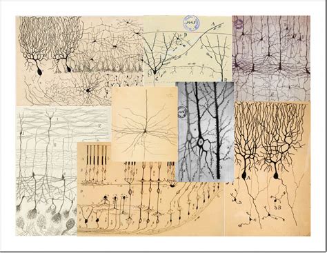 Summation Of Synaptic Potentials Synapses Neurotransmitter Receptors