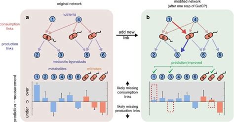 Ecology Guided Prediction Of Cross Feeding Interactions In The Human Gut Microbiome Feb 2021