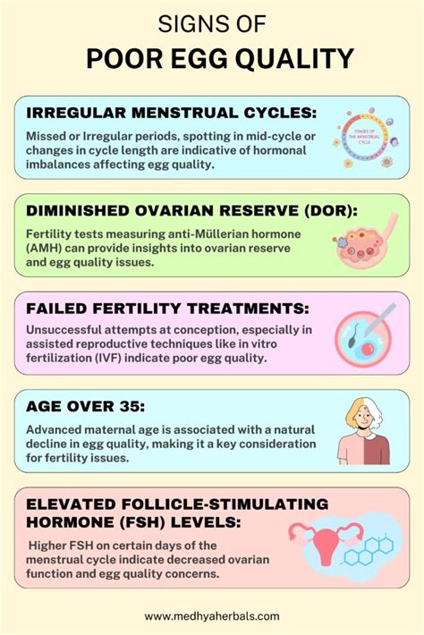 How To Improve Egg Quality A Guide To Nourish Your Ovaries