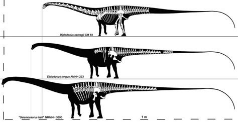 Diplodocus Vs Brontosaurus Cambridge Primary Maths Worksheets
