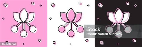 세트 커피 콩 분홍색과 흰색 검은 배경에 고립 된 잎과 베리 아이콘과 가지 잎 베리 과일 씨앗으로 심습니다 벡터 검은색에 대한