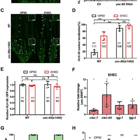 Pdf The Conserved Regulator Of Autophagy And Innate Immunity Hlh 30