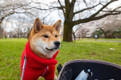 Cão jovem shiba inu em um suéter vermelho em um fundo de árvore em pé de grama verde Foto Premium
