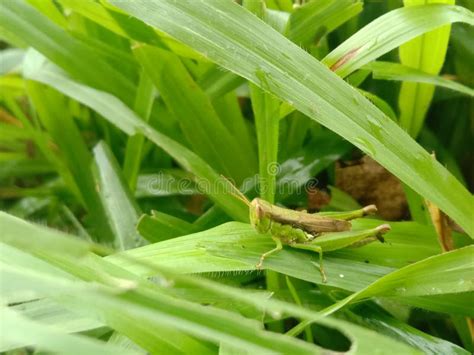 Tiny Grasshopper At The Grass Stock Image Image Of Produce Insect