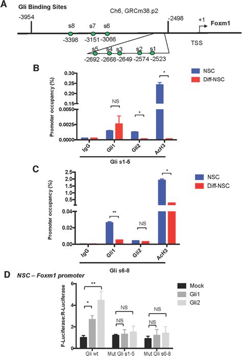 Foxm1 Promoter Occupancy By Gli1 And Gli2 A Schematic Of The Foxm1