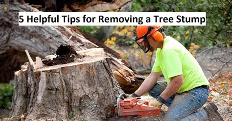 5 Helpful Tips For Removing A Tree Stump