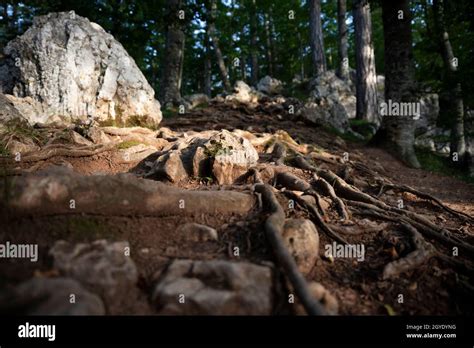 Tree Roots Ground And Rocks At The Mountain Stock Photo Alamy