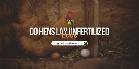 Do Hens Lay Unfertilized Eggs Agriculture Review