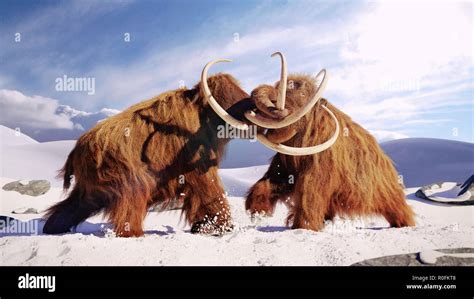 Woolly Mammoth Bulls Fighting Prehistoric Ice Age Mammals In Snow Covered Landscape 3d