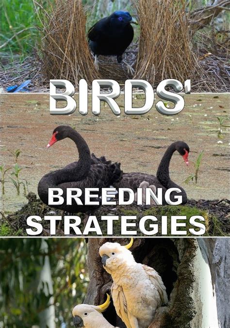 Birds Breeding Strategies película Ver online