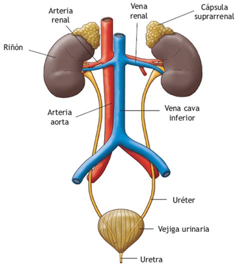 Sistema Urinario O Excretor Sistema Urinario Material De Enfermagem