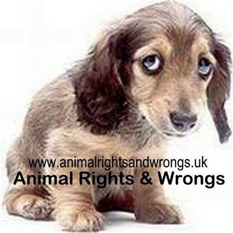 Animal Welfare Act 2006 Simplified The Bits You Need To Know Animal