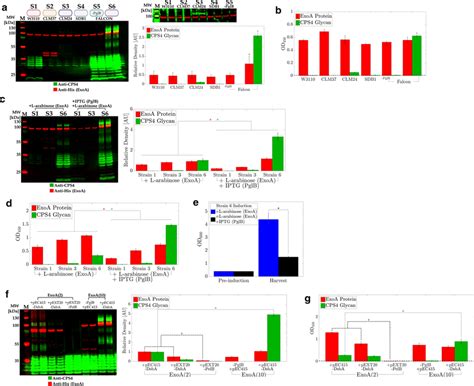 Automated Screening Comparing Glycoconjugate Expression Across Multiple
