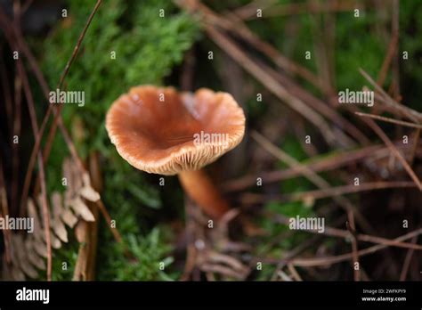 The Fascinating World Of Autumnal Woodland And Grassland Fungi Credit