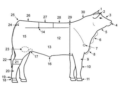 Printable Cattle External Anatomy Worksheet Etsy