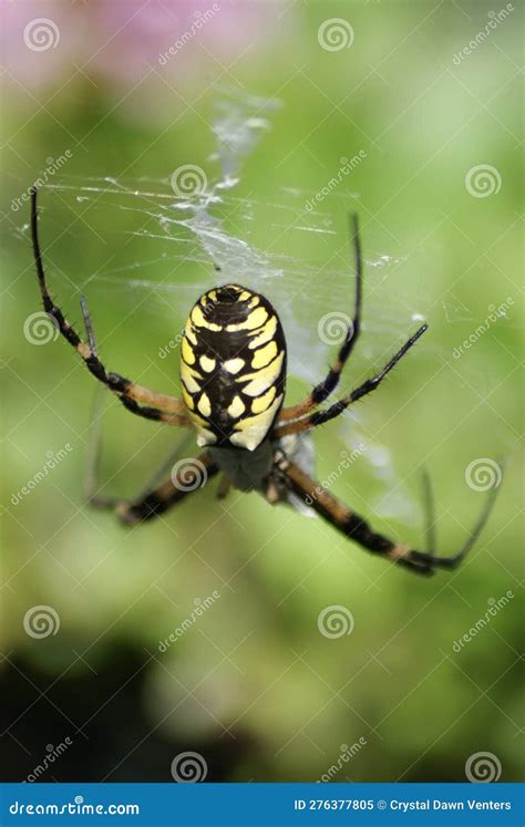 Writing Spider Stock Image Image Of Argiope Steeler 276377805
