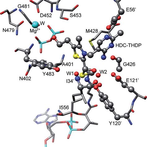 Crystal Structure Of The Active Site Of OXC PDB Code 2JI7 In A