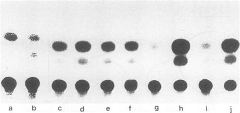 Cat Assays Levels Of Cat Activity Were Assayed By Using Extracts Of